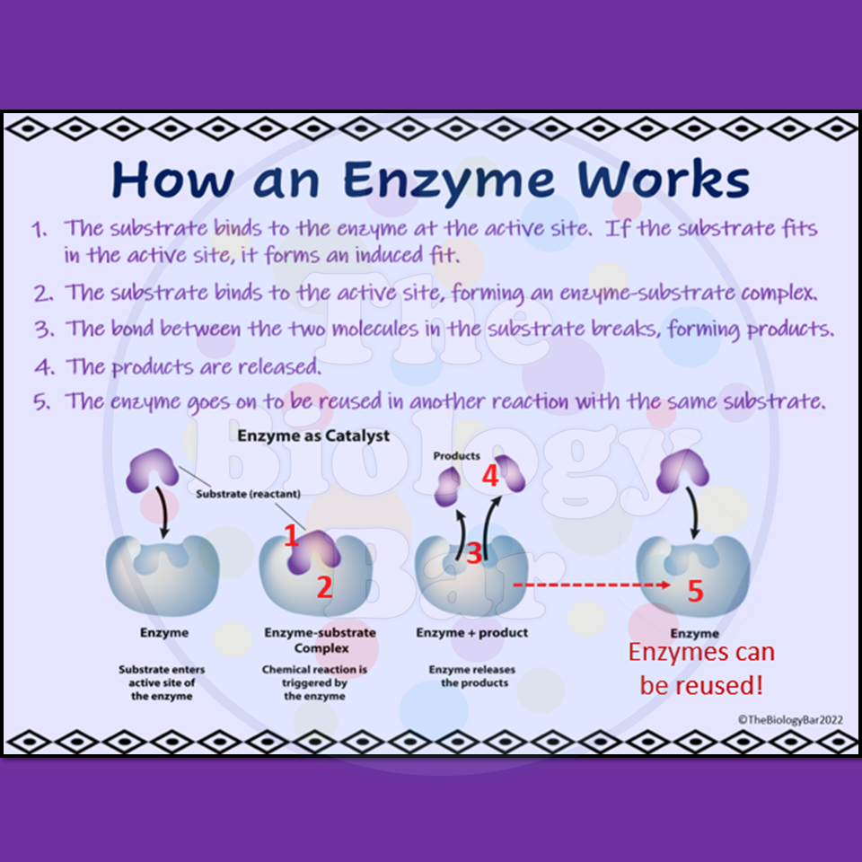 Enzyme Notes PPT and Student Notes | Made By Teachers