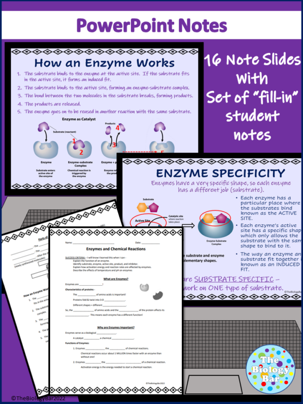 Enzyme Notes PPT and Student Notes | Made By Teachers