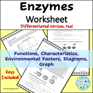 Enzyme Worksheet Differentiated & Digital Format | Made By Teachers