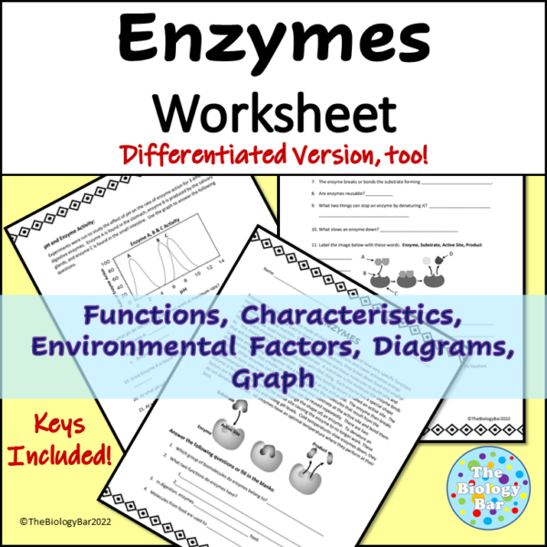 Enzyme Worksheet Differentiated & Digital Format | Made By Teachers