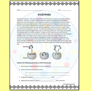 Enzyme Worksheet Differentiated & Digital Format | Made By Teachers