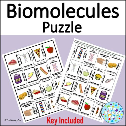 Biomolecules Vocabulary Puzzle | Made By Teachers