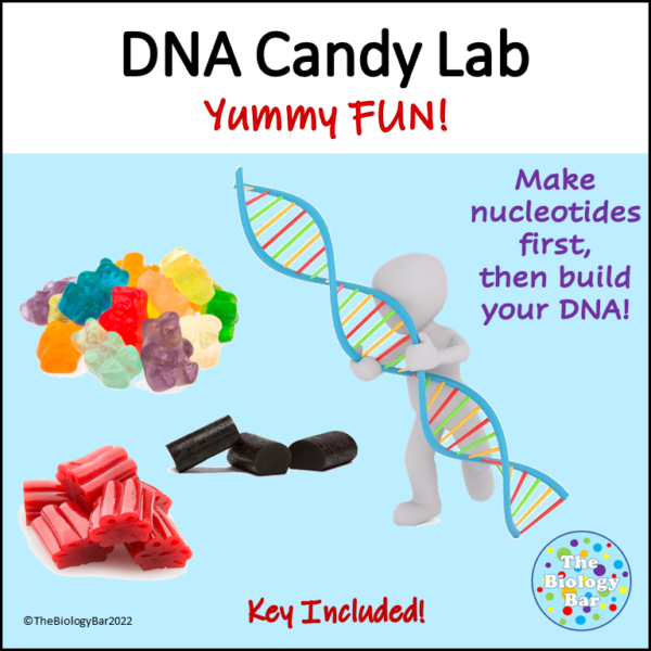 DNA Candy Model Built From Nucleotides Up | Made By Teachers