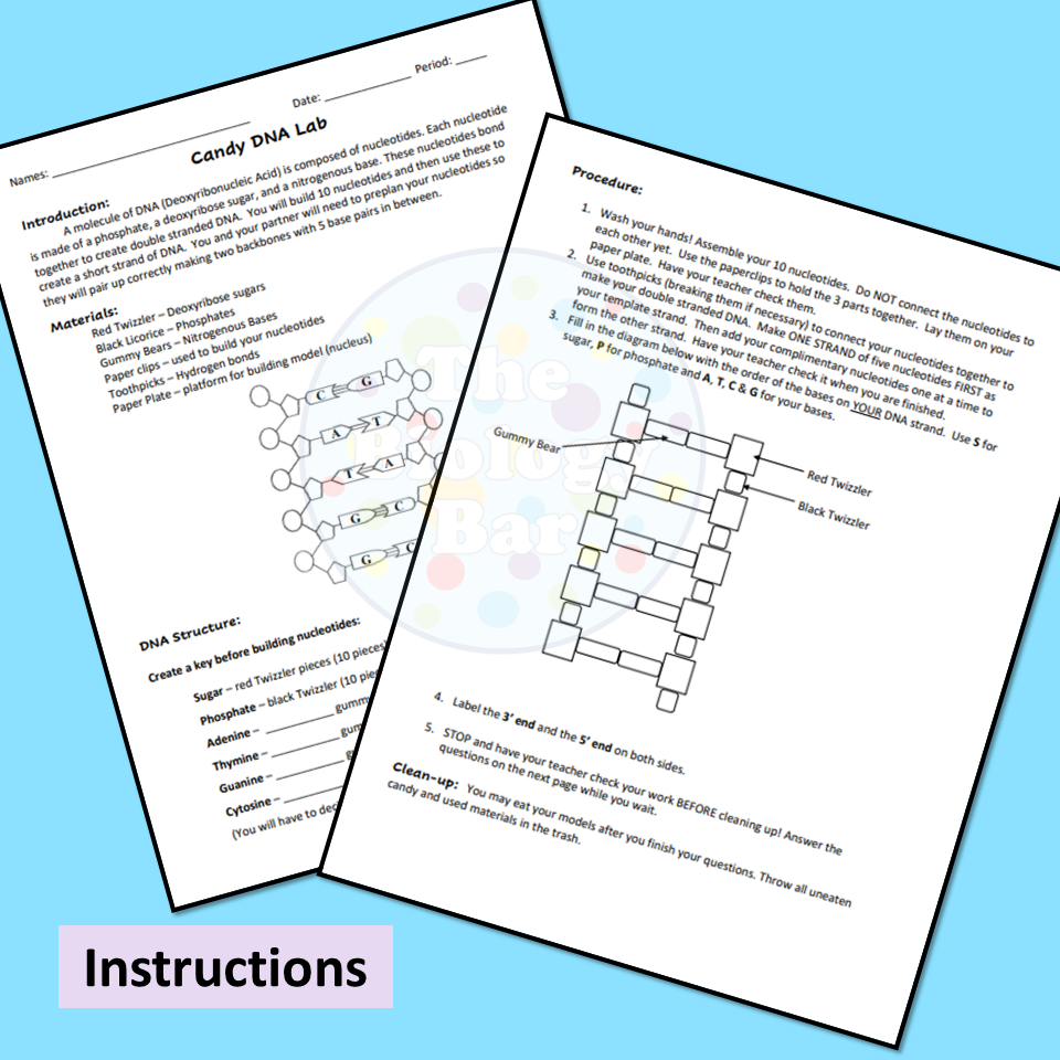 DNA Candy Model Built From Nucleotides Up | Made By Teachers