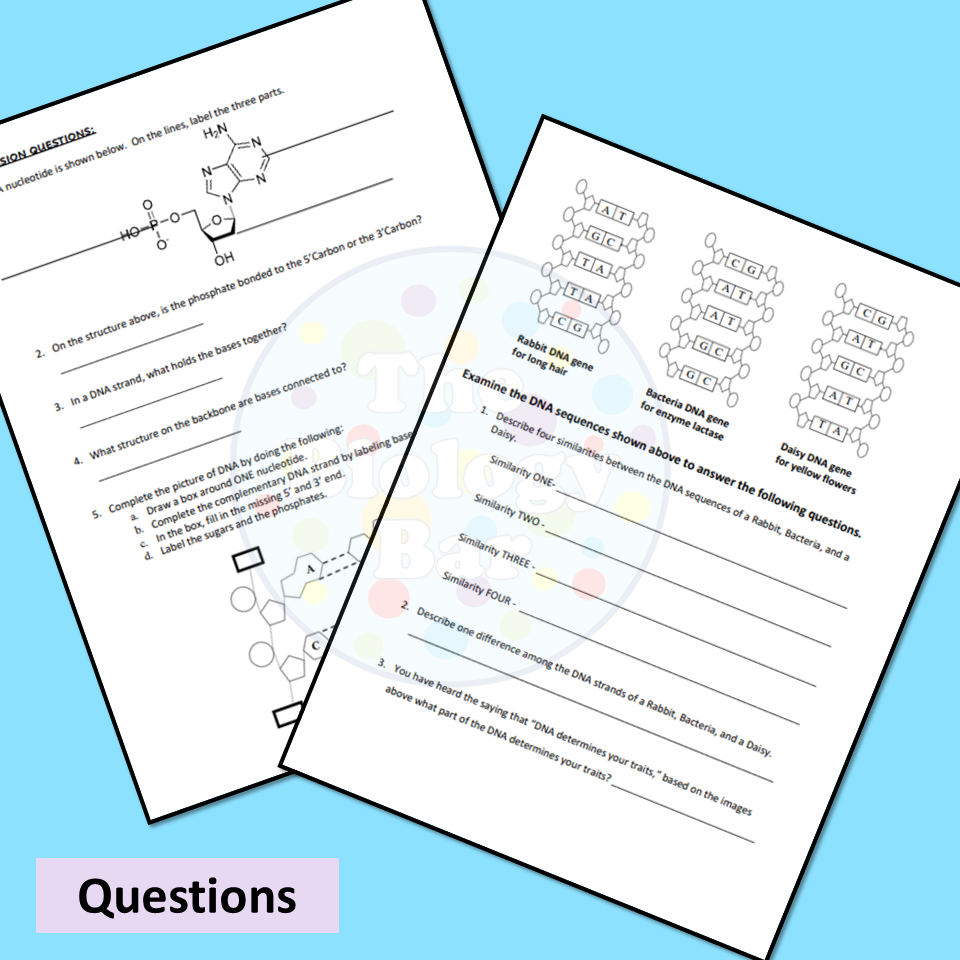 DNA Candy Model Built From Nucleotides Up | Made By Teachers