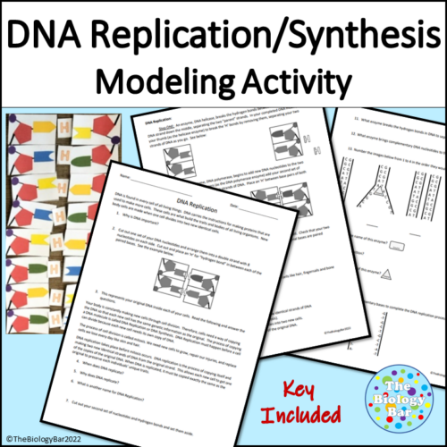 DNA Replication Modeling Activity | Made By Teachers