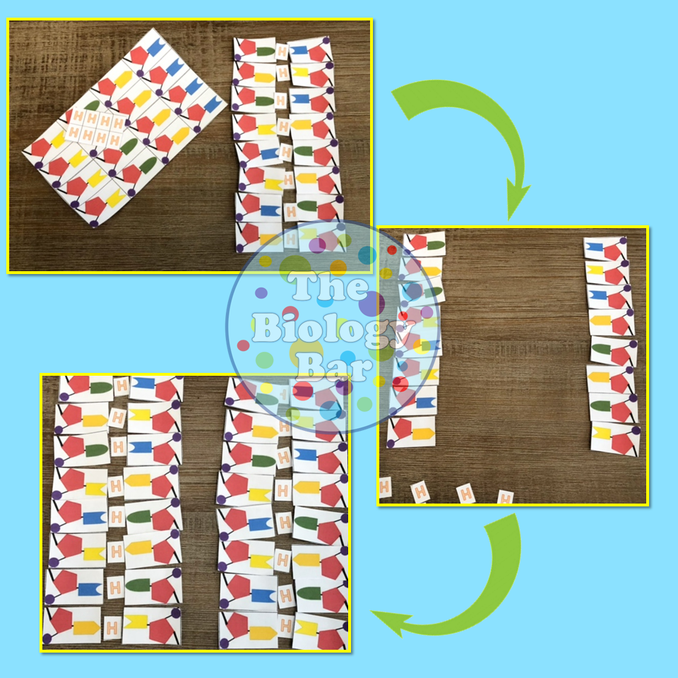 DNA Replication Modeling Activity | Made By Teachers