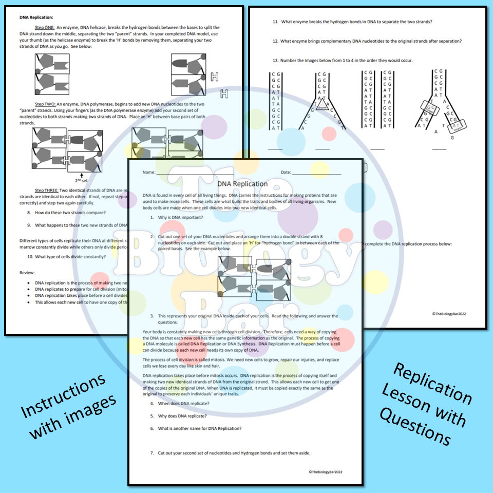 DNA Replication Modeling Activity | Made By Teachers