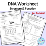 DNA Worksheet Structure & Function with Digital Format - Made By Teachers