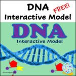 DNA Interactive Model PPT | Made By Teachers