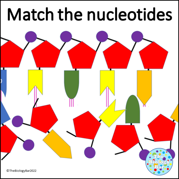 DNA Interactive Model PPT - Made By Teachers