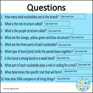 DNA Interactive Model PPT | Made By Teachers