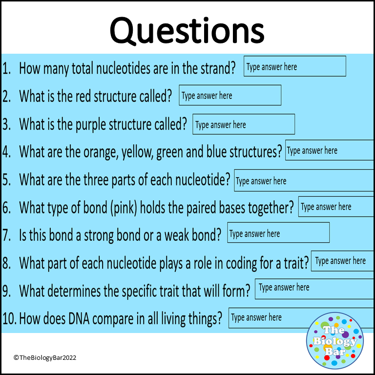 DNA Interactive Model PPT - Made By Teachers