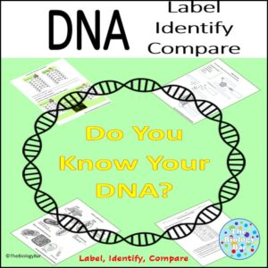 DNA Structure Function Review Worksheet | Made By Teachers