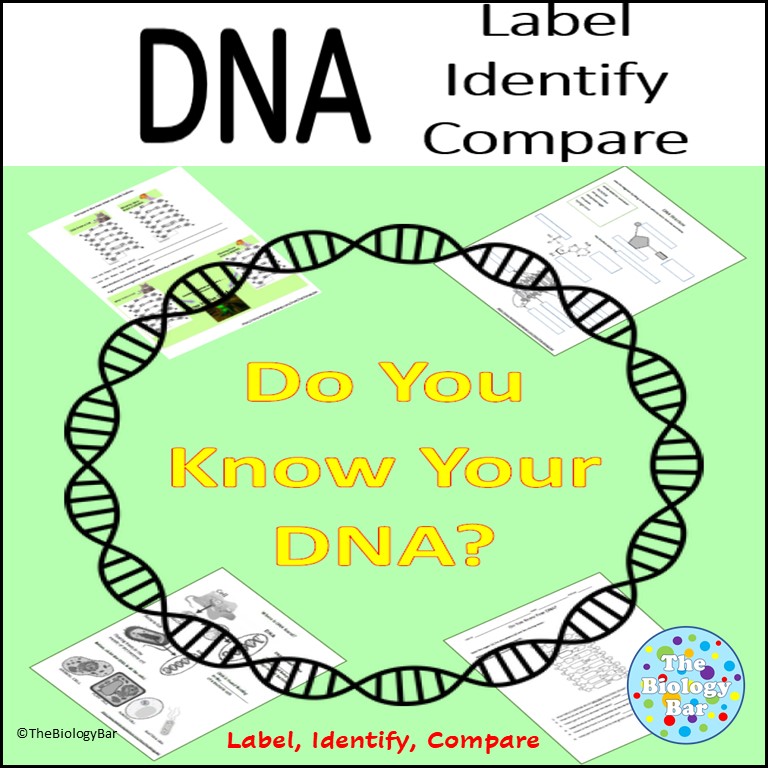DNA Structure Function Review Worksheet Made By Teachers