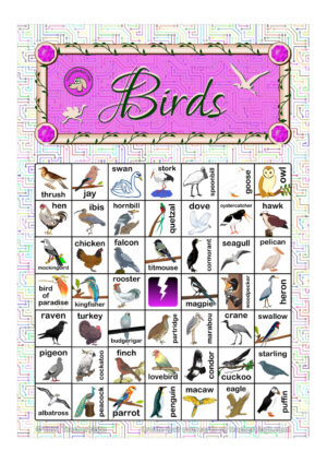 Birds Bingo 7x7 (5 pages + call sheet) | Made By Teachers
