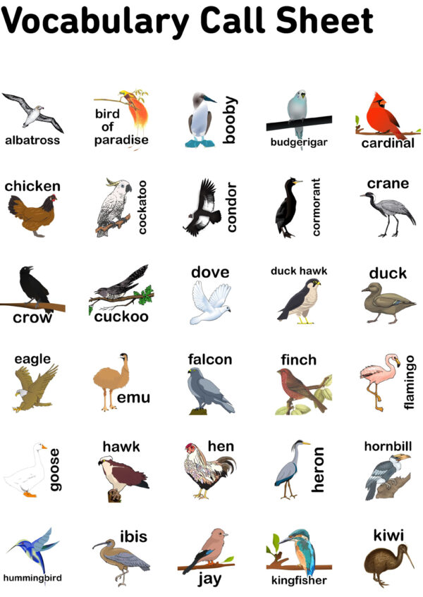 Birds Bingo 7x7 (5 pages + call sheet) | Made By Teachers