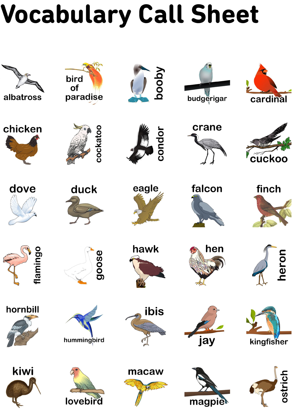 Birds Bingo 5x5 (100 pages + call sheet) | Made By Teachers