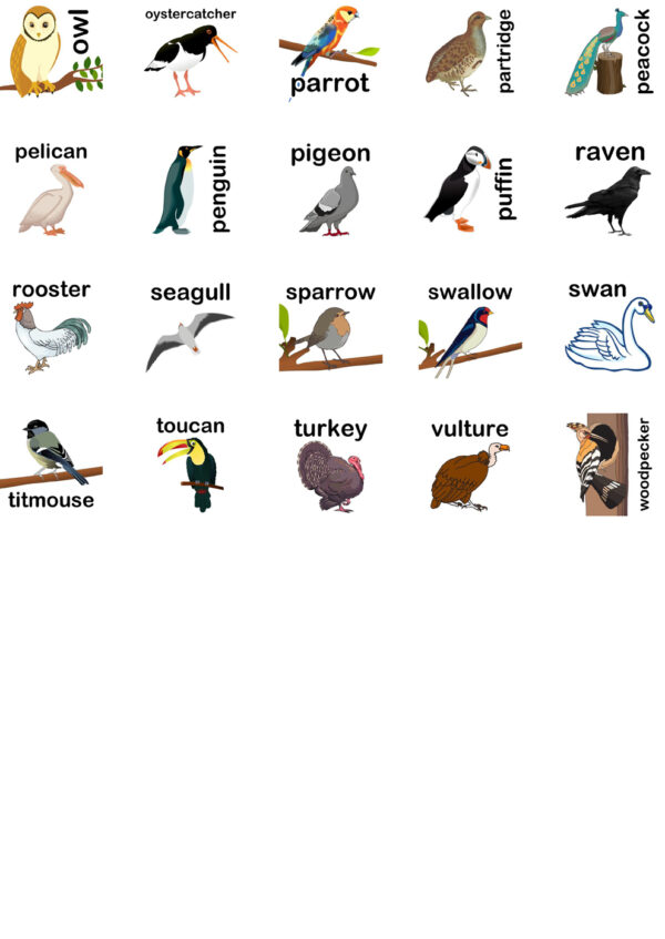 Birds Bingo 5x5 (100 pages + call sheet) | Made By Teachers