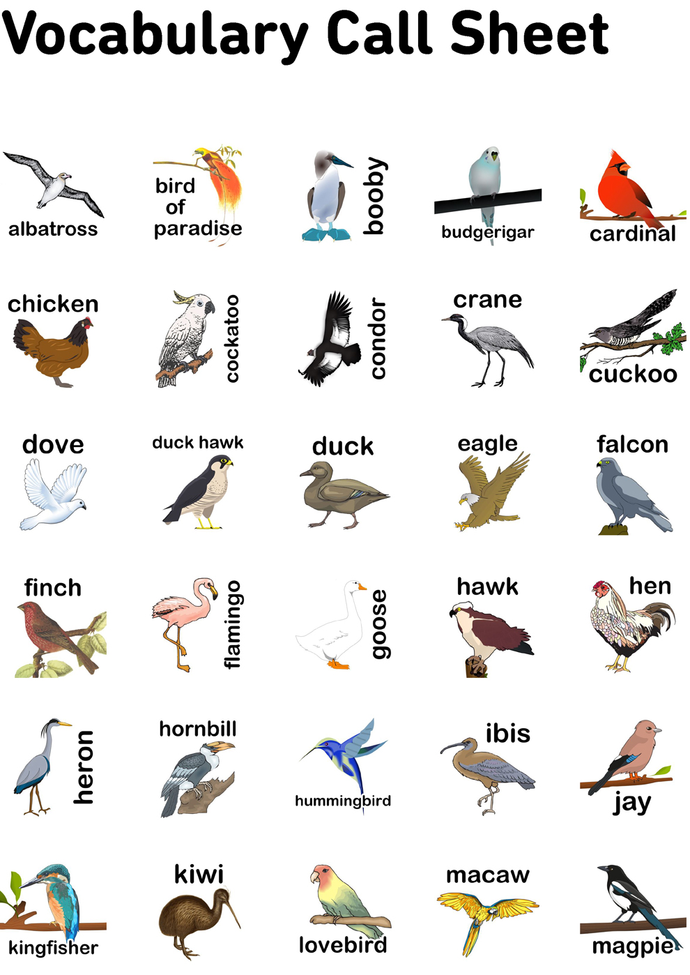 Birds Bingo 6x6 (100 pages + call sheet) | Made By Teachers