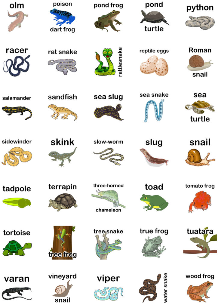 Cold-Blooded Creatures (Reptiles) Bingo 7x7 (100 pages + call sheet ...