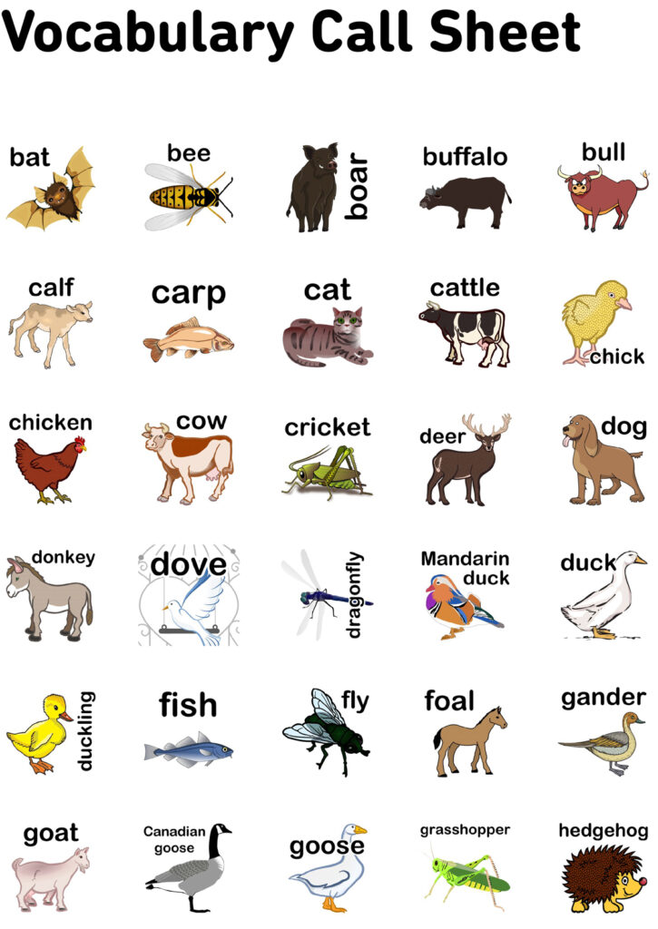 Farm Animals Bingo 7x7 (5 pages + call sheet) | Made By Teachers