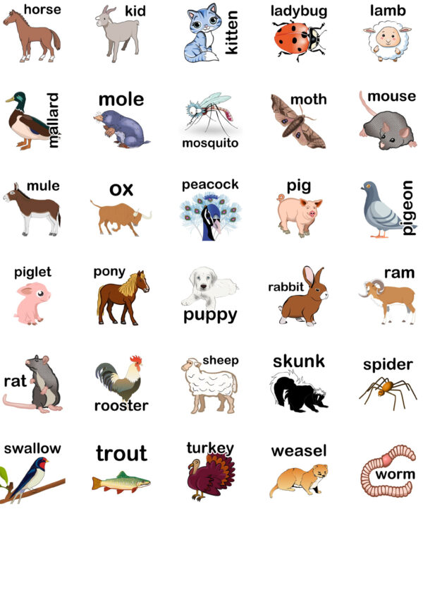 Farm Animals Bingo 6x6 (100 pages + call sheet) | Made By Teachers