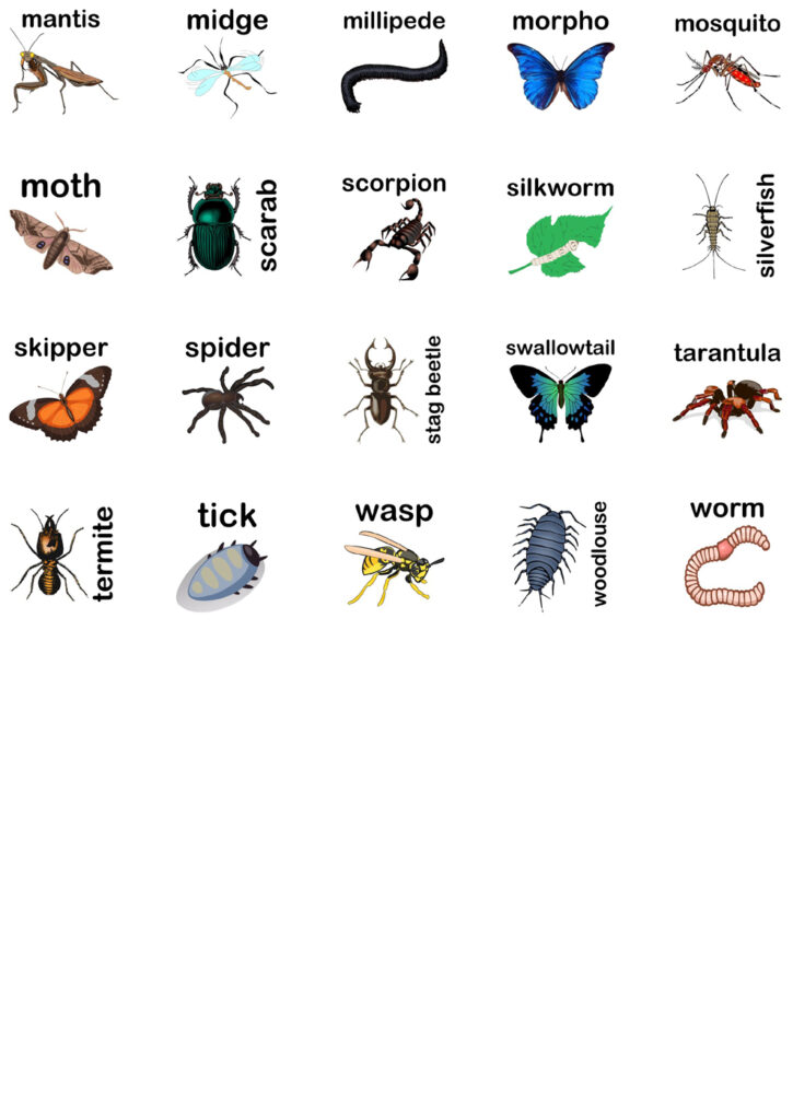 Crawling Critters Bingo (Insects) 5x5 (5 pages + call sheet) | Made By ...