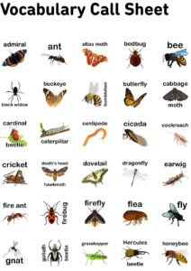 Crawling Critters Bingo (Insects) 7x7 (5 pages + call sheet) | Made By ...