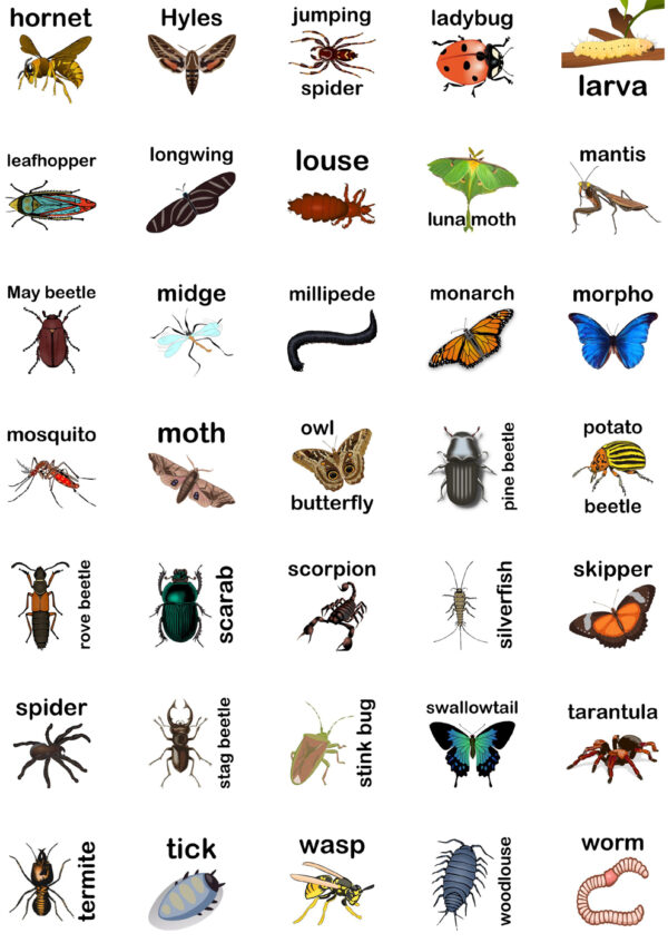 Crawling Critters Bingo (Insects) 7x7 (5 pages + call sheet) | Made By ...