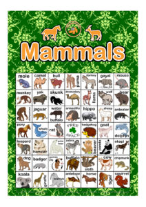 Mammals Bingo 7x7 (100 pages + call sheet) | Made By Teachers