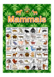 Mammals Bingo 7x7 (100 pages + call sheet) - Made By Teachers