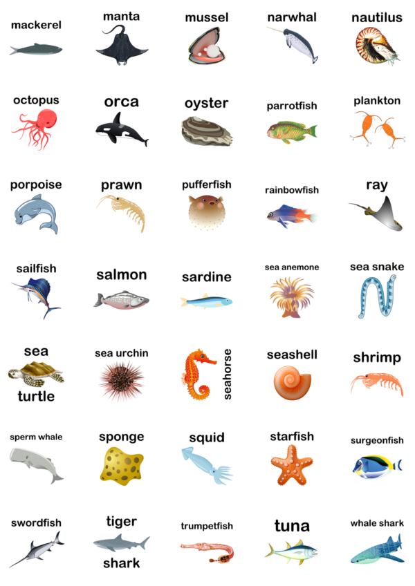 Sea Animals Bingo 7x7 (5 pages + call sheet) | Made By Teachers