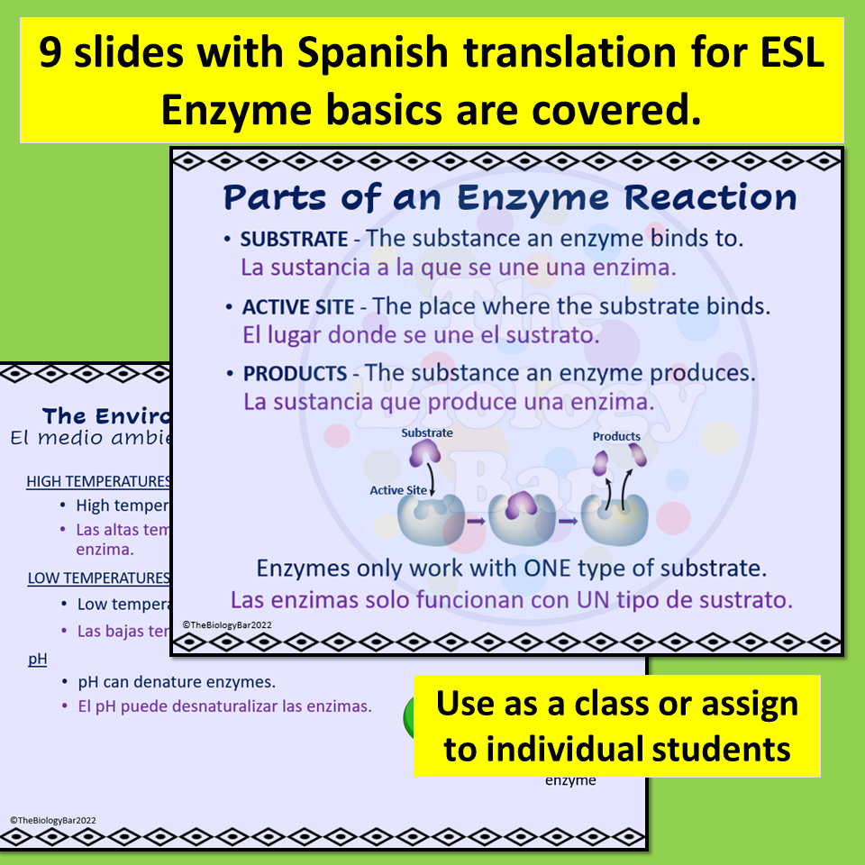ESL Biology Enzyme Notes PPT and Student Notes with Digital option ...