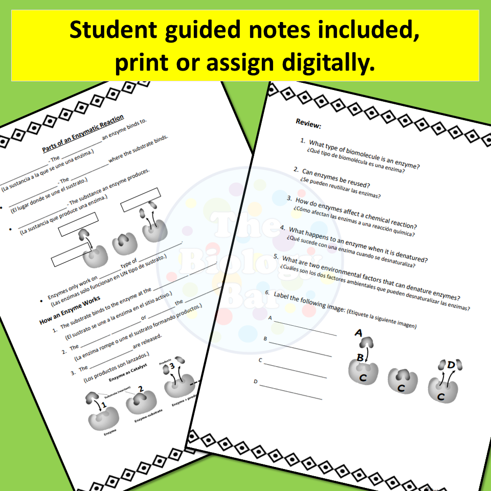 ESL Biology Enzyme Notes PPT and Student Notes with Digital option ...