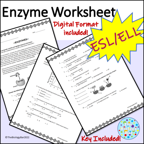 ESL Biology Enzyme Worksheet with Digital Option | Made By Teachers