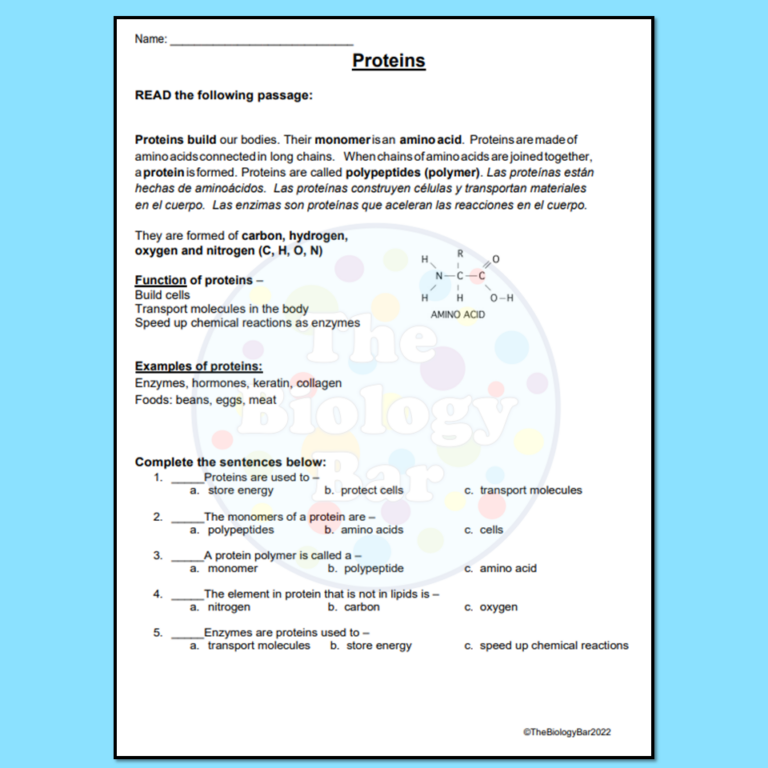 ESL Biology Biomolecule Worksheet and Review with Digital option - Made ...