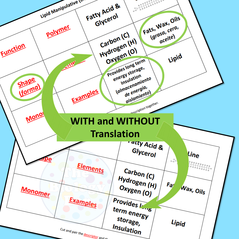 ESL Biology Biomolecule Card Match | Made By Teachers
