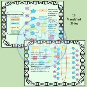 ESL Biology DNA Notes PPT and Student Notes with Digital option | Made ...