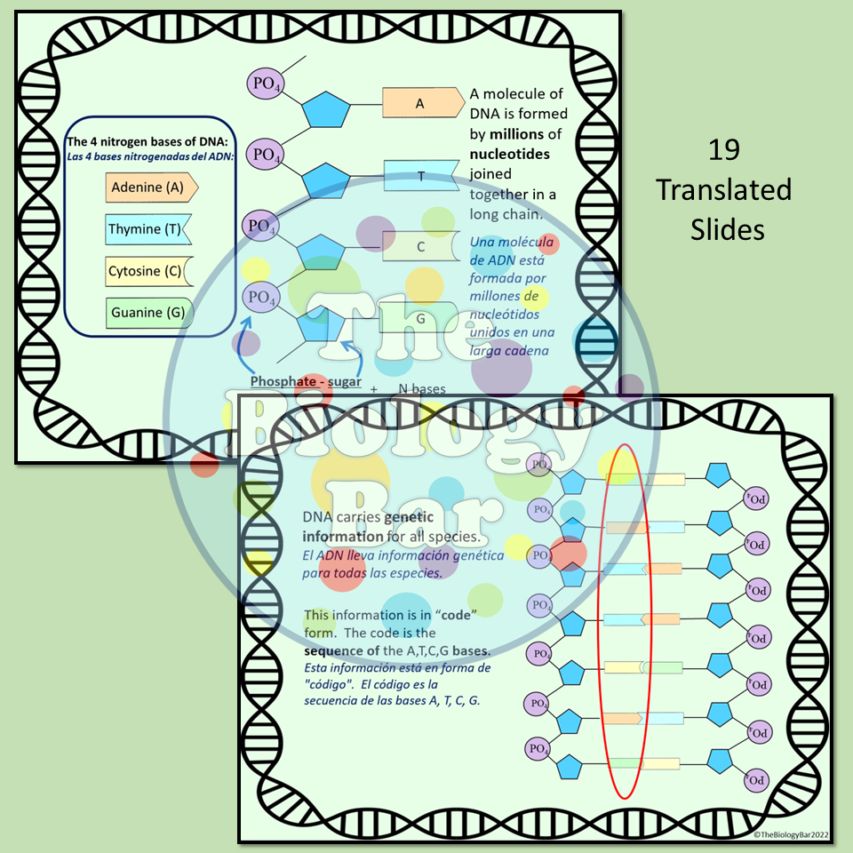 ESL Biology DNA Notes PPT and Student Notes with Digital option | Made ...