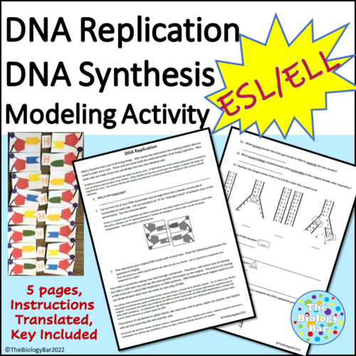 ESL Biology DNA Replication Modeling and Worksheet | Made By Teachers
