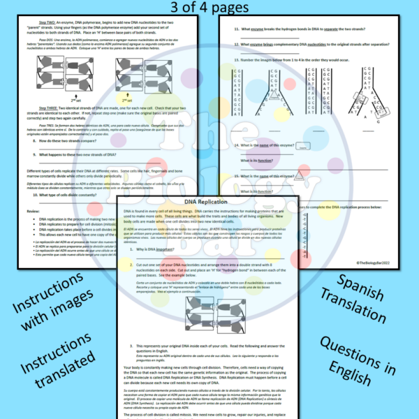 ESL Biology DNA Replication Modeling and Worksheet | Made By Teachers