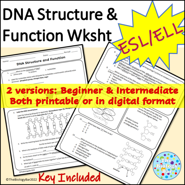 ESL Biology DNA Worksheet Structure & Function with Digital Format ...