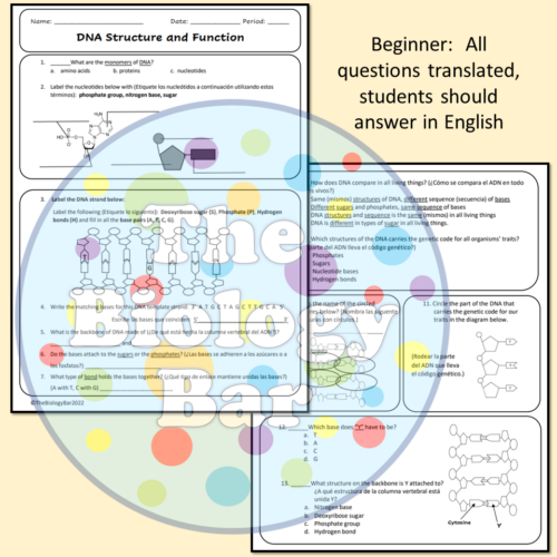 ESL Biology DNA Worksheet Structure & Function with Digital Format ...