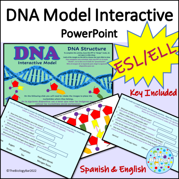 ESL Biology DNA Interactive PPT Model | Made By Teachers