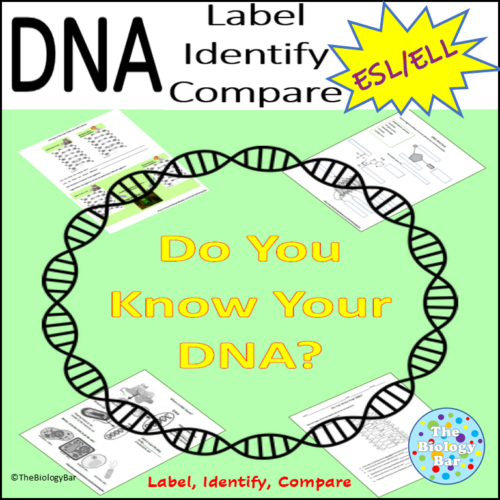 ESL Biology DNA Structure for Spanish Speakers - Made By Teachers