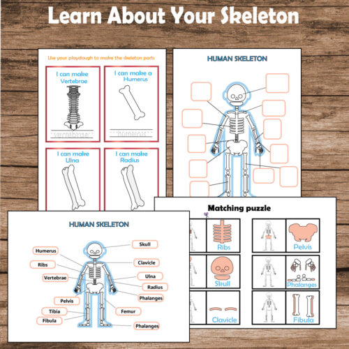 The skeletal system, Skeleton and bones activities, Anatomy | Made By ...