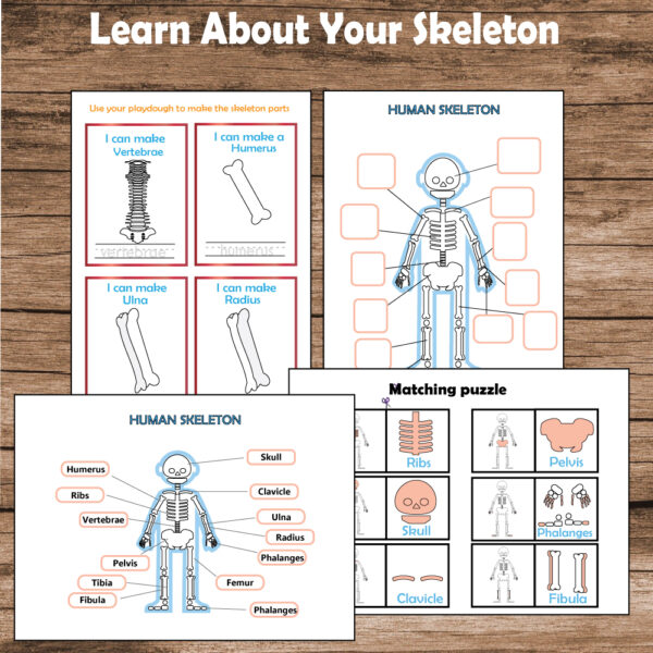 The skeletal system, Skeleton and bones activities, Anatomy | Made By ...