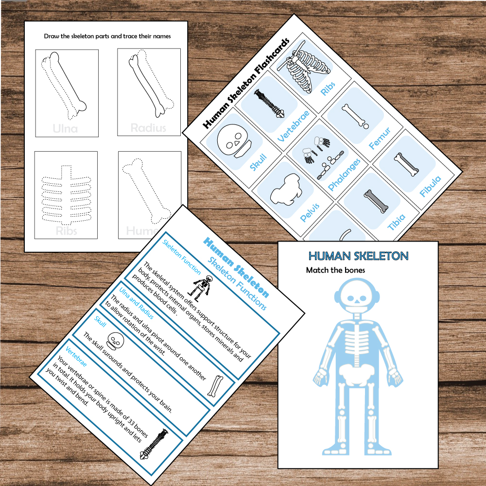 The skeletal system, Skeleton and bones activities, Anatomy | Made By ...