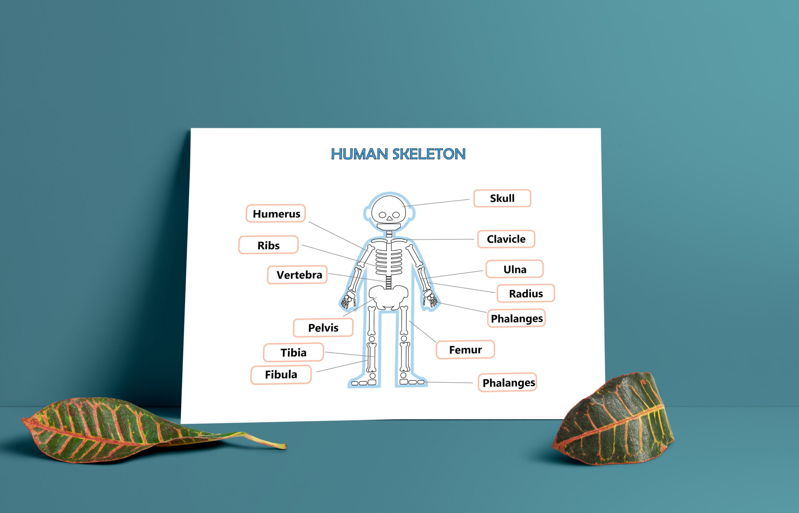 The skeletal system, Skeleton and bones activities, Anatomy | Made By ...